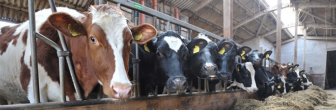 Produkte rundum Rinderaufzucht, -haltung und -pflege | Farmshop